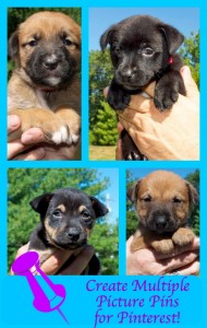 Create Multiple Picture Image Pins for Pinterest | Future Expat