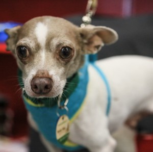 9 Small Dogs Looking for Forever Homes | Future Expat