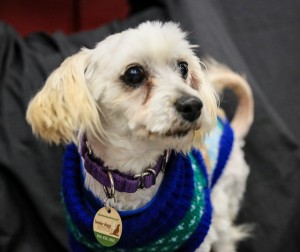 9 Small Dogs Looking for Forever Homes | Future Expat