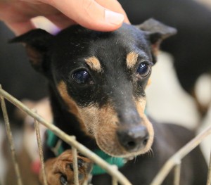 9 Small Dogs Looking for Forever Homes | Future Expat