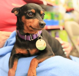 9 Small Dogs Looking for Forever Homes | Future Expat