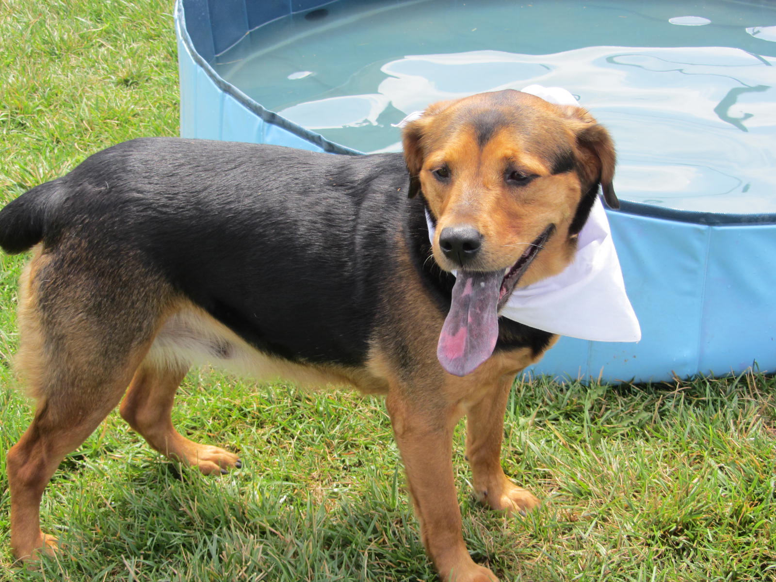 Fostering Rescue Dogs: Karen’s Foster Dogs | Future Expat