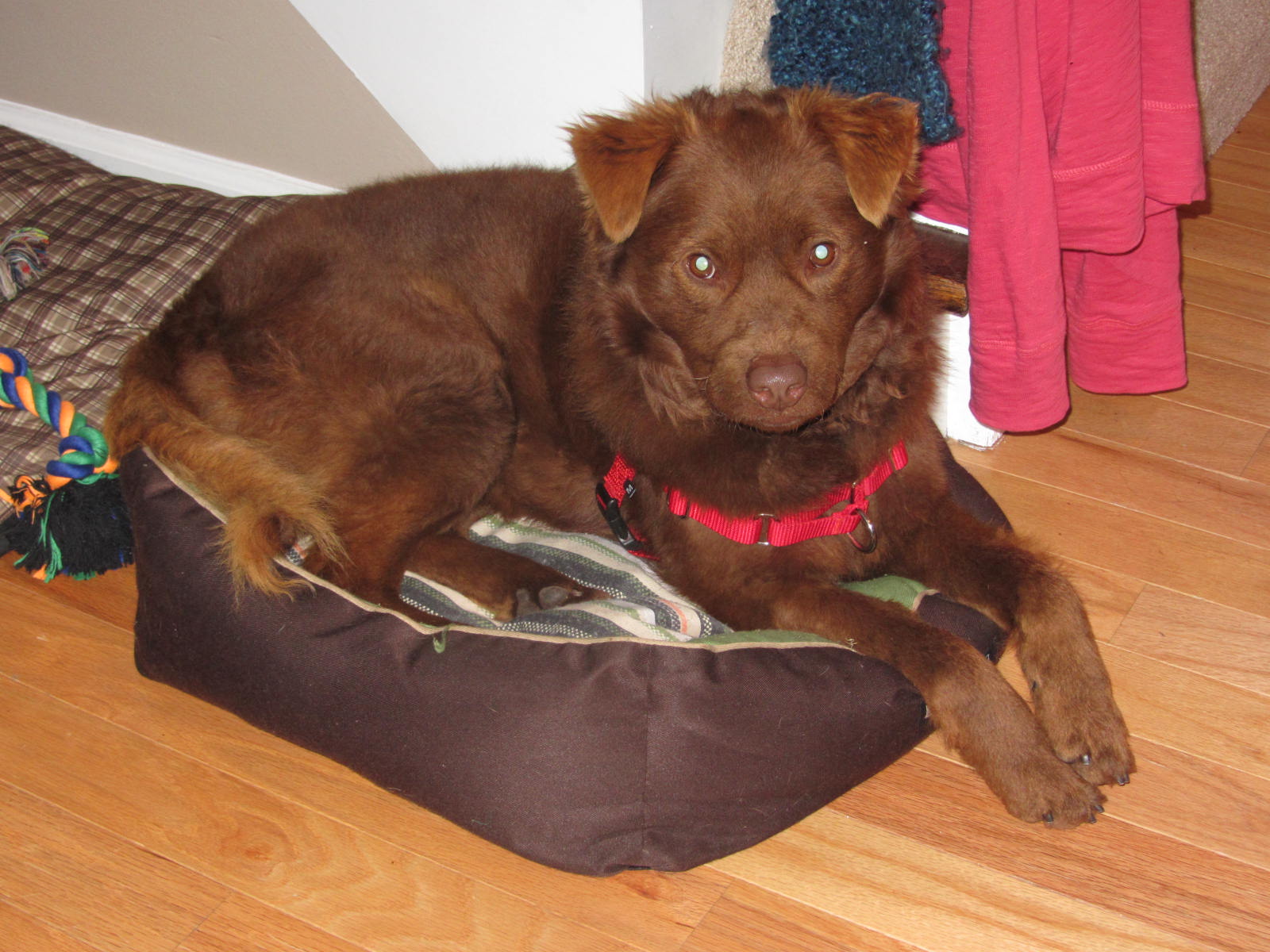 Fostering Rescue Dogs: Karen’s Foster Dogs | Future Expat