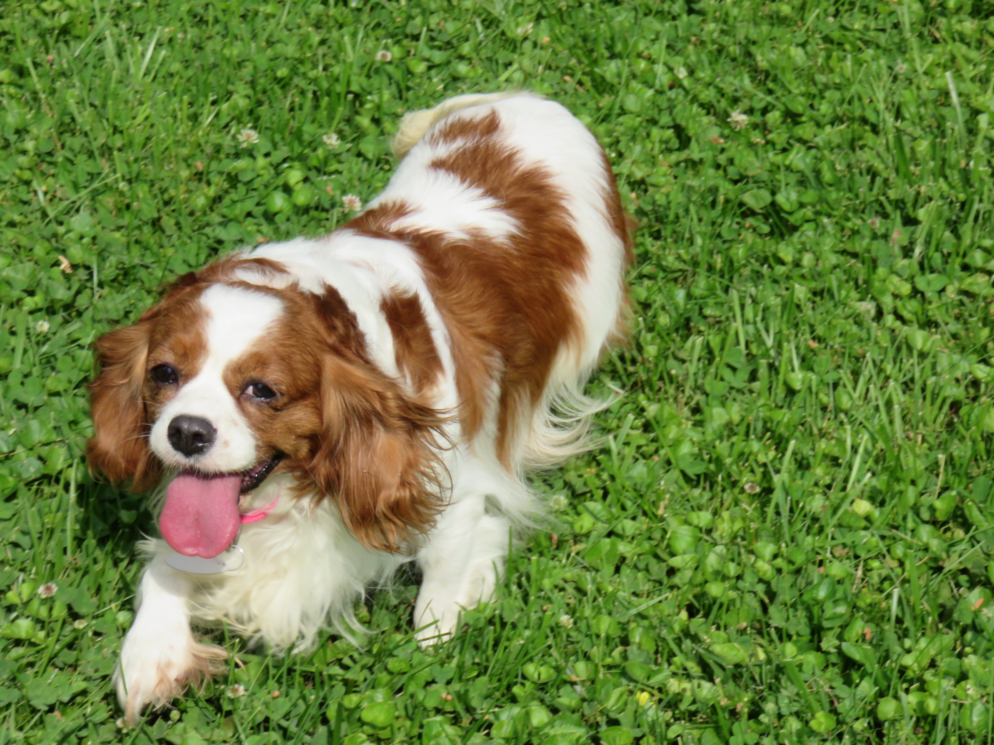 Fostering Rescue Dogs: Karen’s Foster Dogs | Future Expat